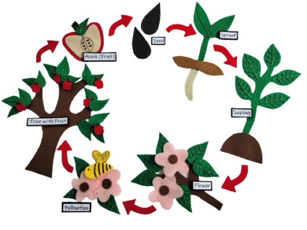 Apple Life Cycle Felt Set/life Cycle of an Apple/montessori Science ...