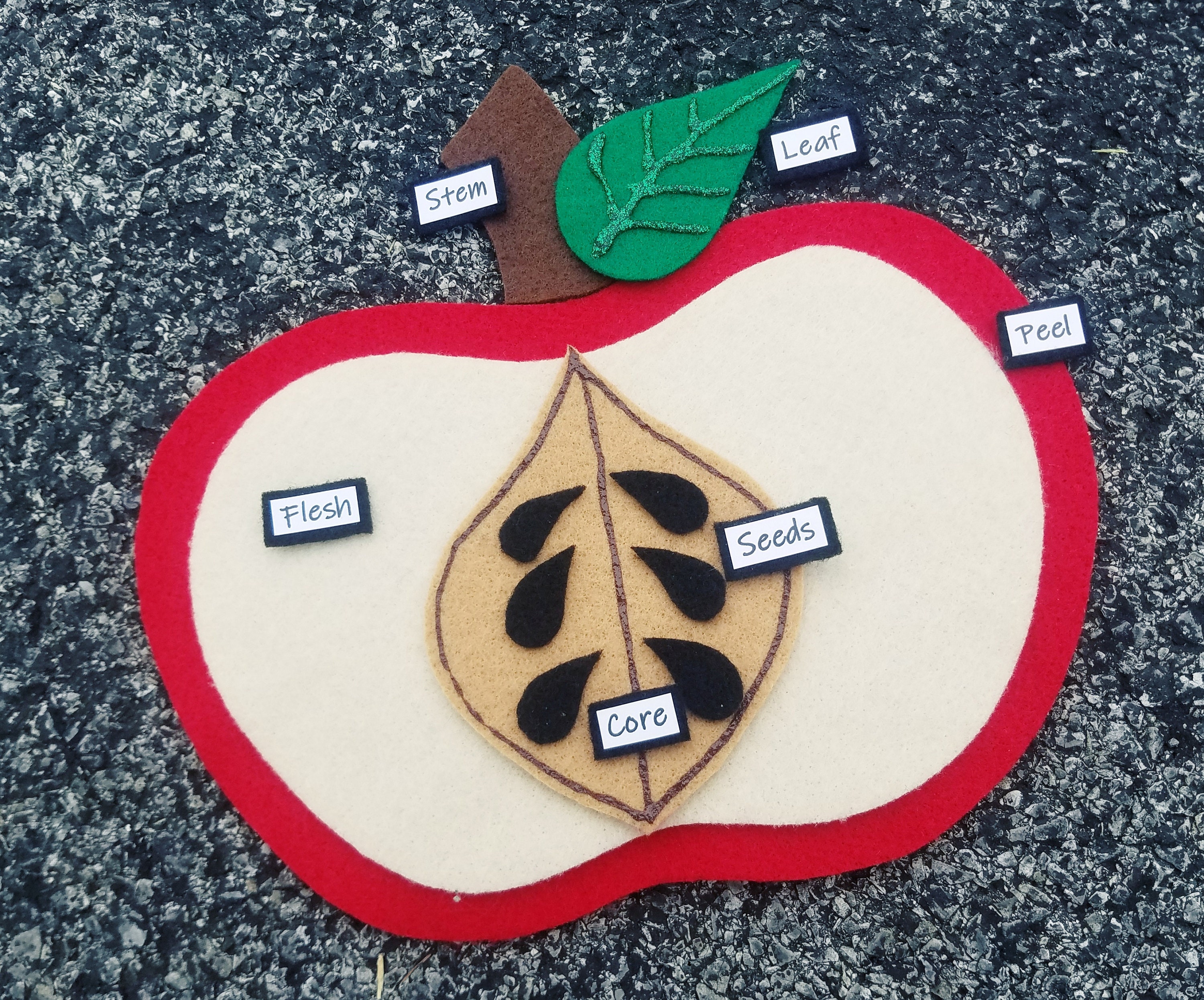 Parts of an Apple Felt Set Puzzle/montessori Science/homeschool Science ...