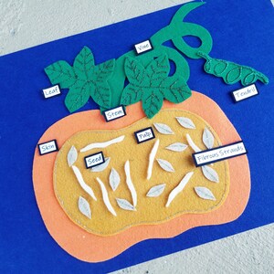 Parts of a Pumpkin Felt Set/pumpkin Anatomy Felt Set/pumpkin Unit Study ...
