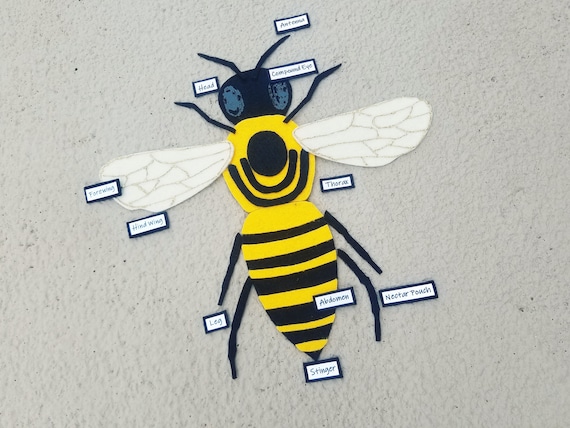 Anatomía De La Avispa Amarilla