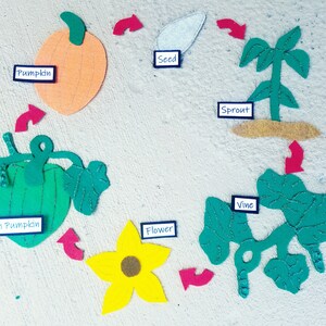 Life Cycle of a Pumpkin Felt Set/montessori Science/homeschool Science ...