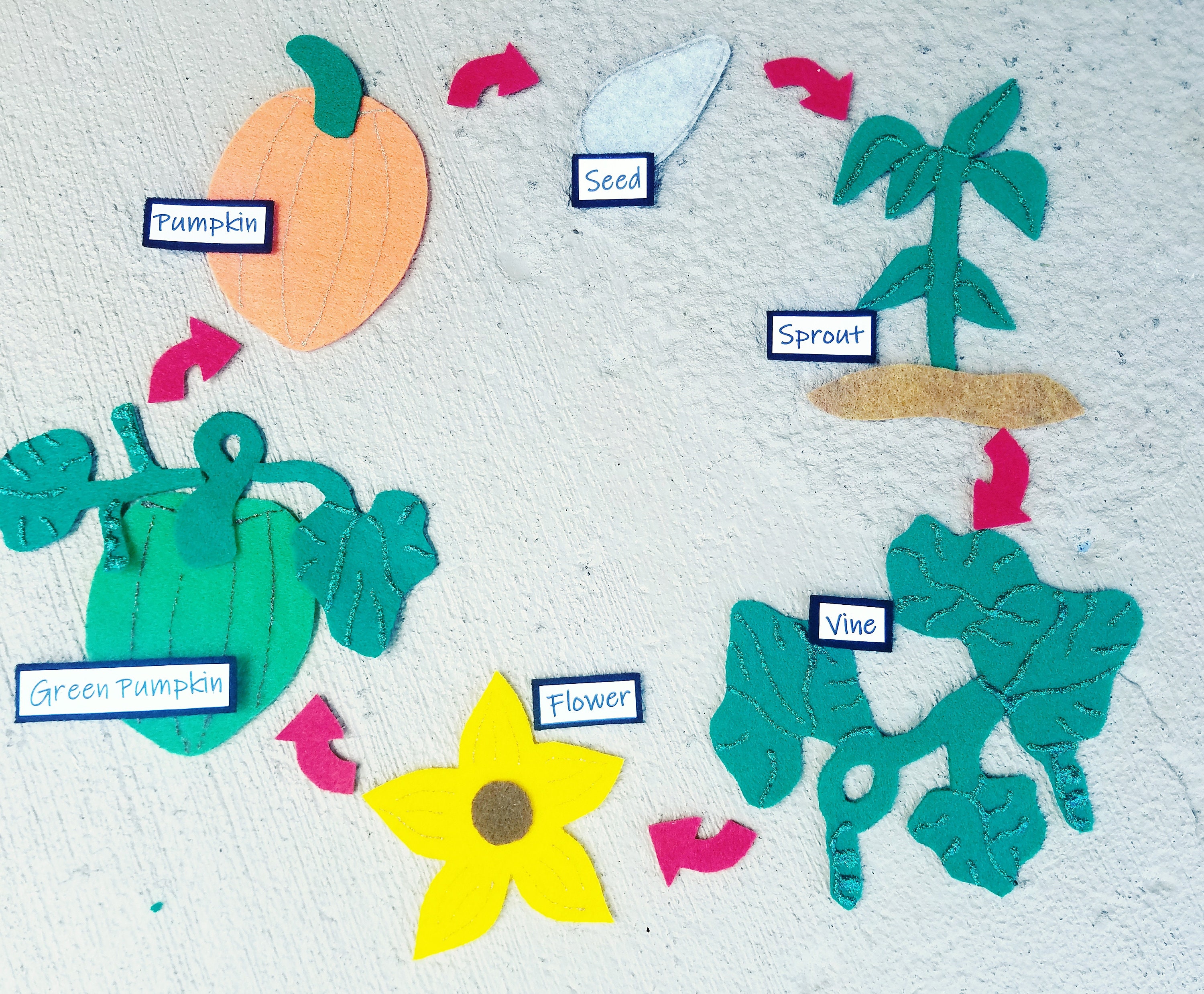 Life Cycle of a Pumpkin Felt Set/montessori Science/homeschool Science ...