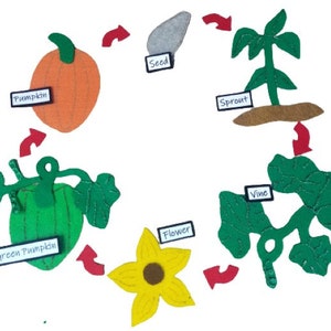 Life Cycle of a Pumpkin Felt Set/montessori Science/homeschool Science ...