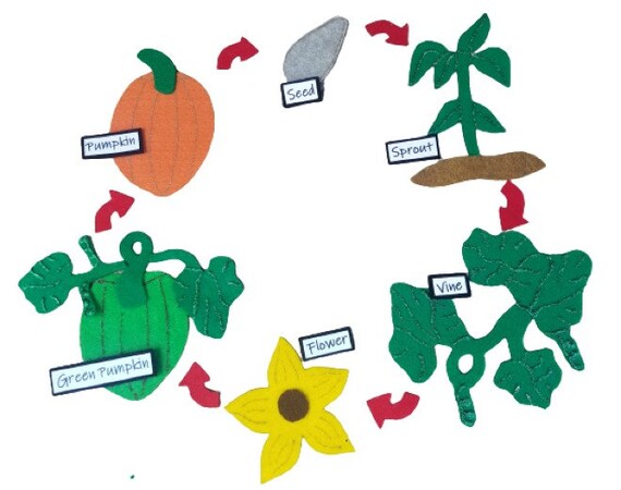 Life Cycle of a Pumpkin Felt Set/montessori Science/homeschool - Etsy