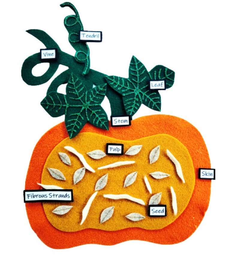 Parts of a Pumpkin and Parts of an Apple Bundle/pumpkin Anatomy/apple ...