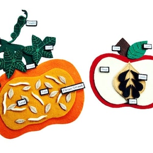 Parts of a Pumpkin and Parts of an Apple Bundle/pumpkin Anatomy/apple ...