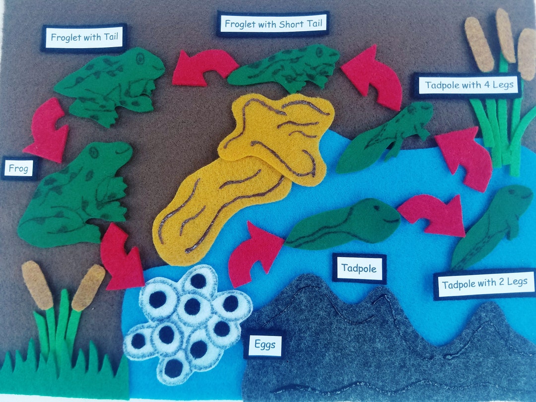 Life Cycle of a Frog Felt Set/homeschool Science/montessori/charlotte ...