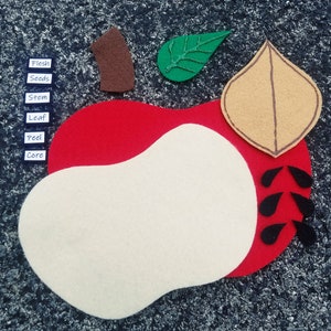 Parts of a Pumpkin and Parts of an Apple Bundle/pumpkin Anatomy/apple ...