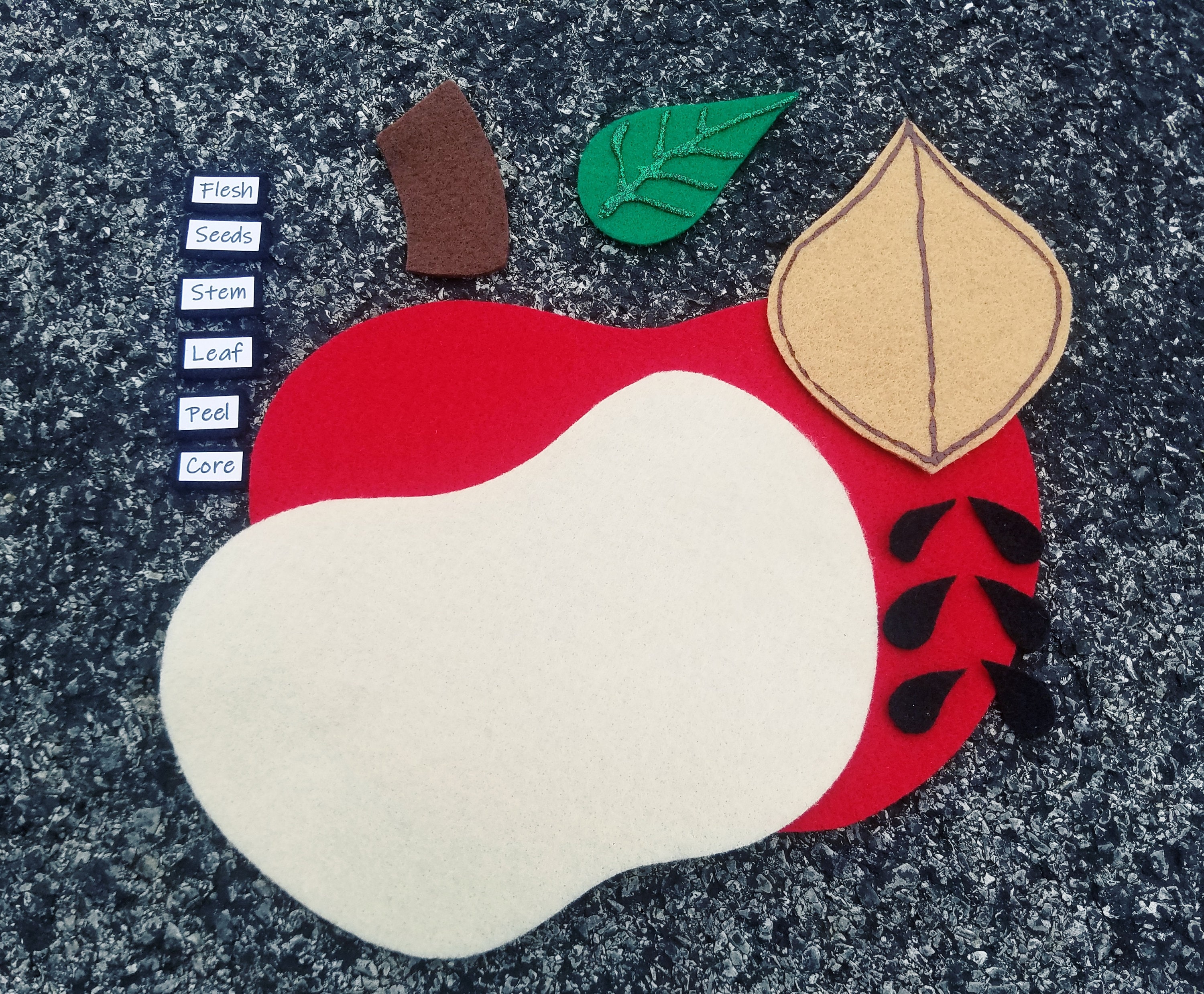 Parts of a Pumpkin and Parts of an Apple Bundle/pumpkin Anatomy/apple ...