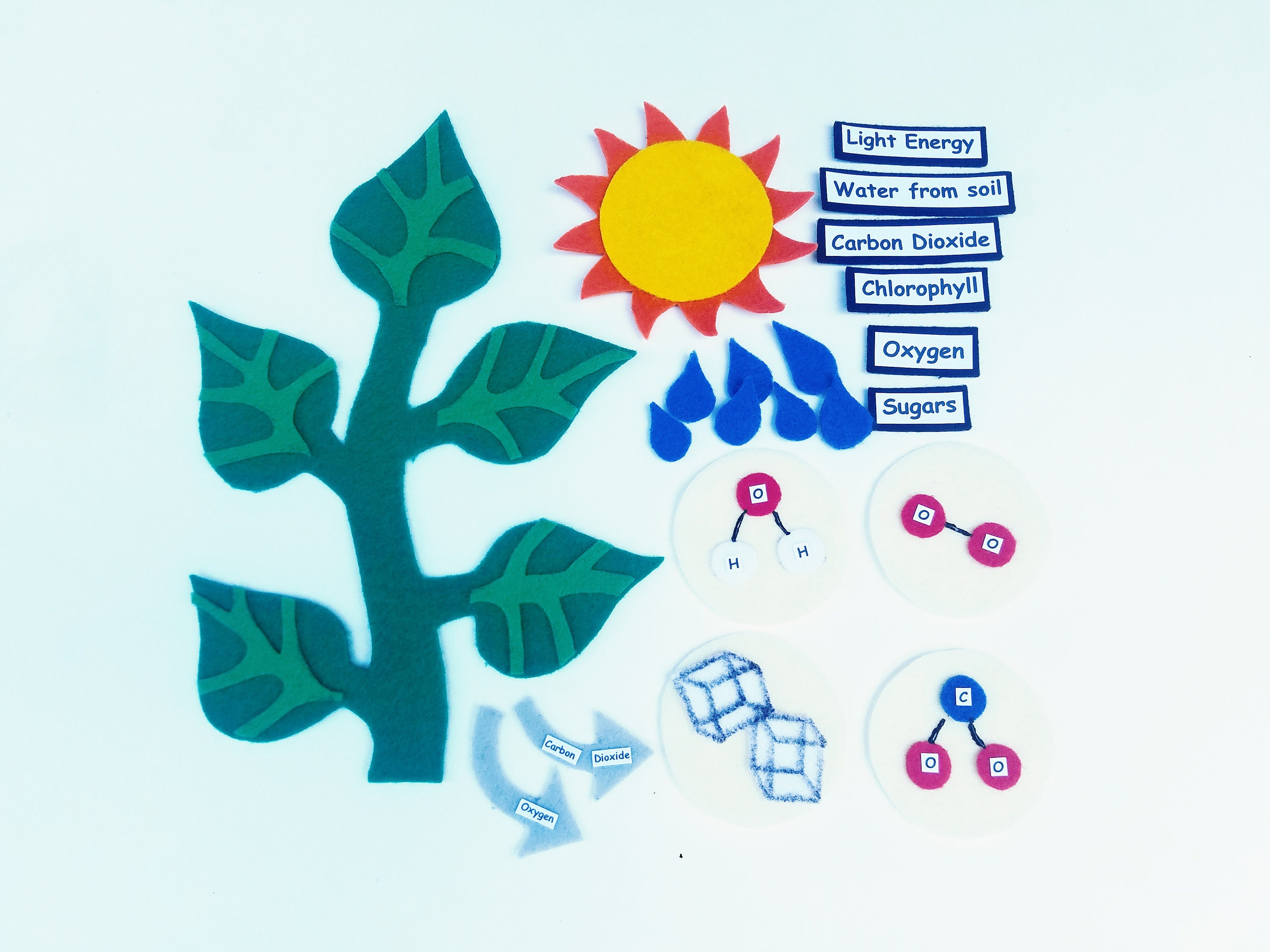 Photosynthesis Felt Set/homeschool Science/montessori Science/charlotte ...