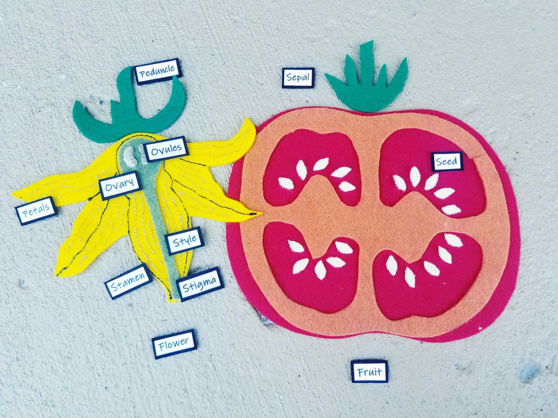 Parts of a Tomato Felt Set/tomato Anatomy Felt Set/montessori Science ...