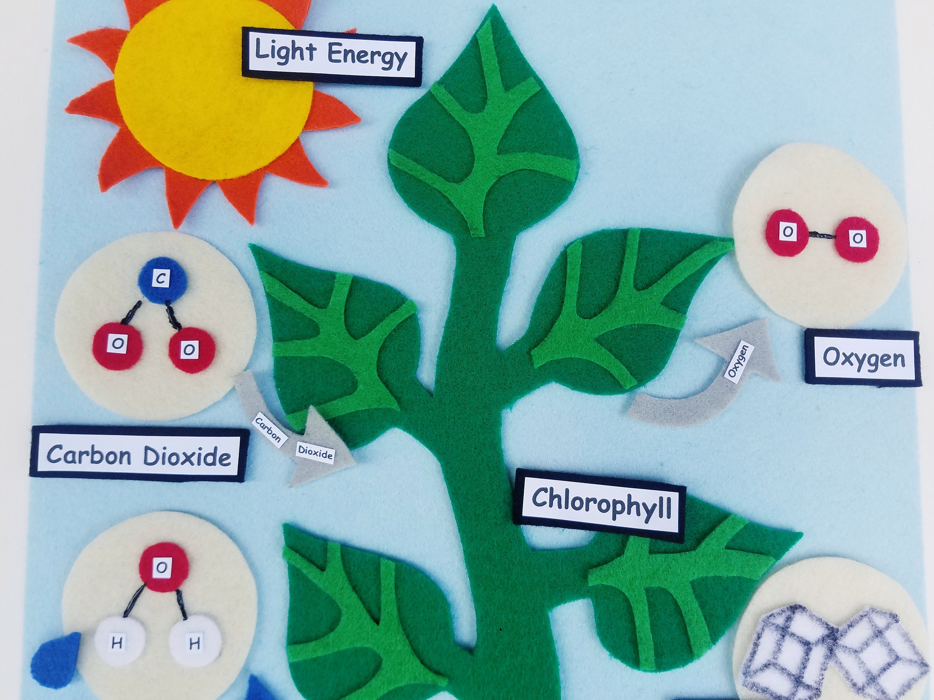 Photosynthesis Felt Set/homeschool Science/montessori Science/charlotte ...