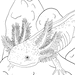Axolotl Coloring Page, Printable Axolotl Coloring Page for Kids, Boys ...