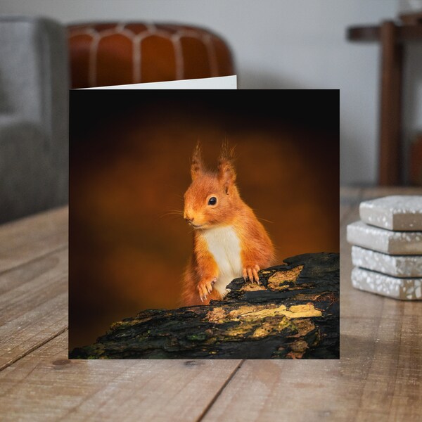 Wildlife Cards - Etsy