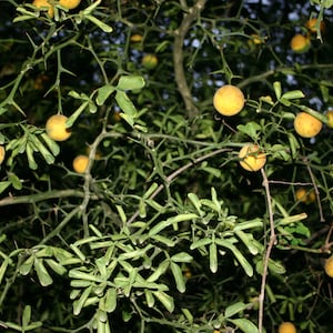 Cold Hardy Citrus, Bitter Japanese Trifoliate Orange, Poncirus ...