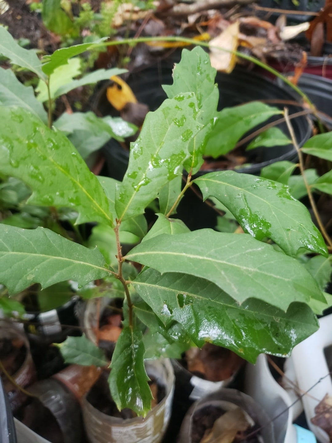Live Oak, Seedling Starter Plant 15 or More Inches Tall - Etsy