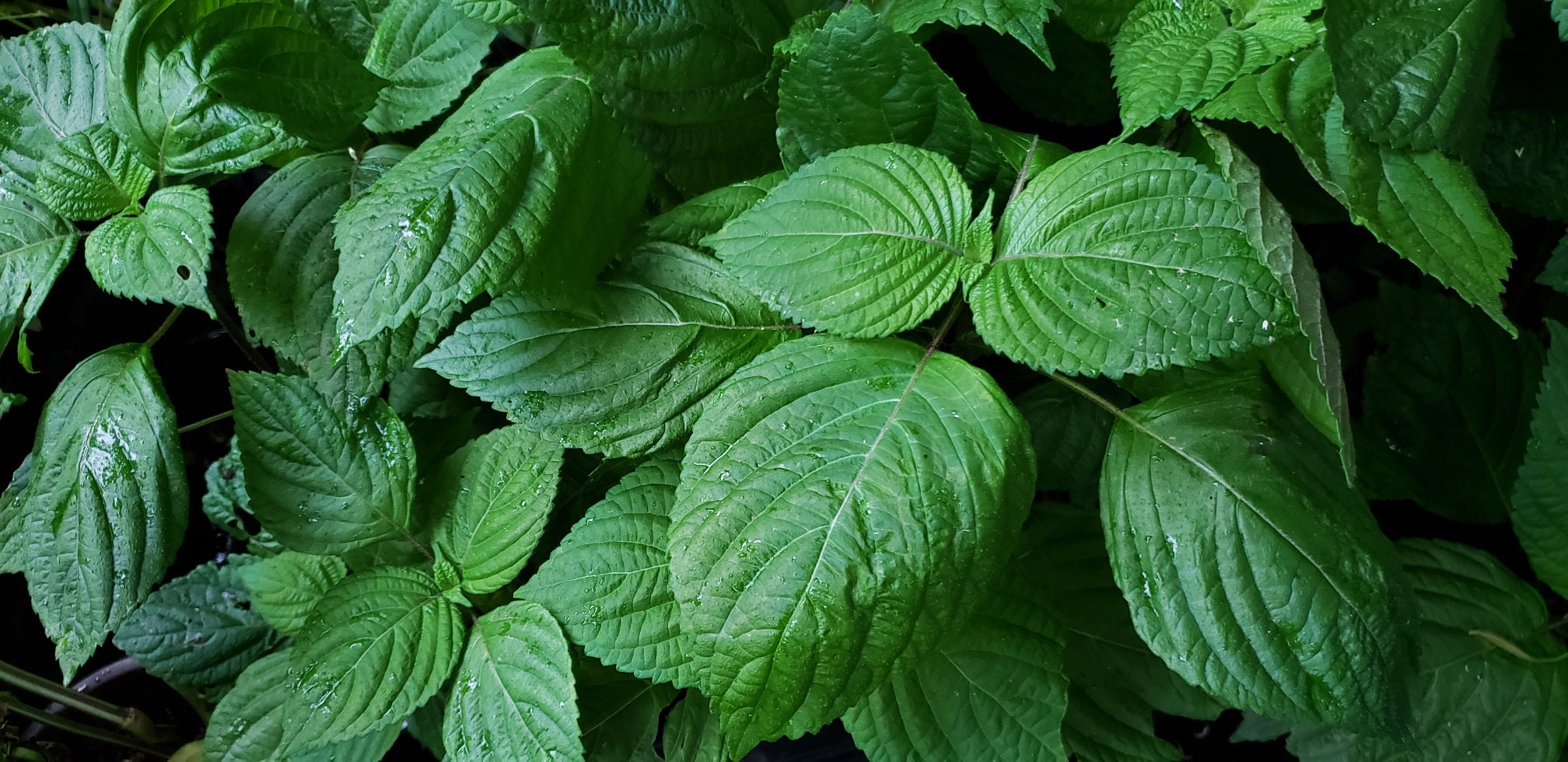 Green Perilla Mint Shiso Beefsteak Plant Perilla - Etsy