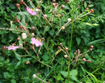 Jewels of Opar ''limon'', Limon Talinum talinum Paniculatum Lime Green ...
