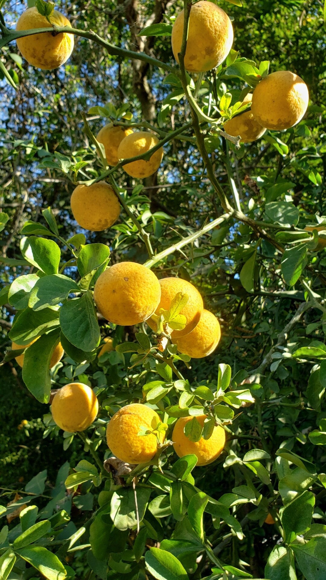 Cold Hardy Citrus, Japanese Bitter Trifoliate Orange, Poncirus ...