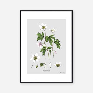 Art Print Botanical - Wood Anemone - Grey - Floral Wall Art - Etsy