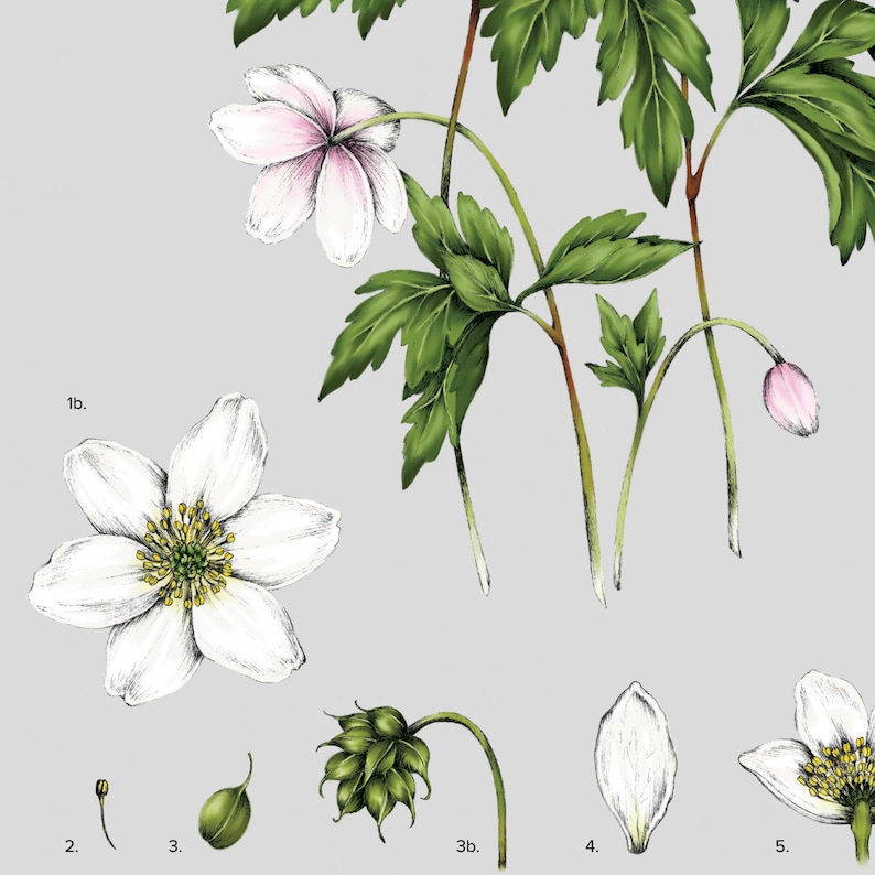 Art Print Botanical - Wood Anemone - Grey - Floral Wall Art - Etsy UK