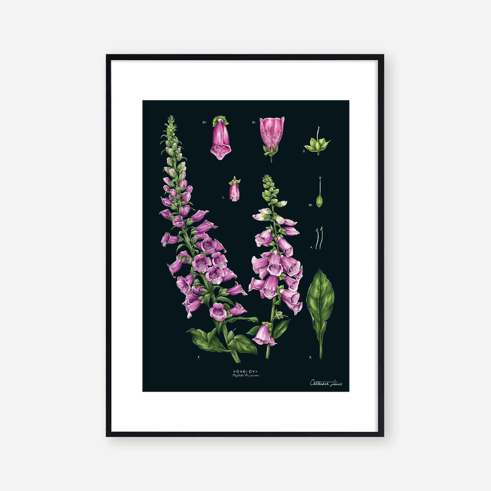 Art Print Botanical Foxglove Black Floral Wall Art - Etsy