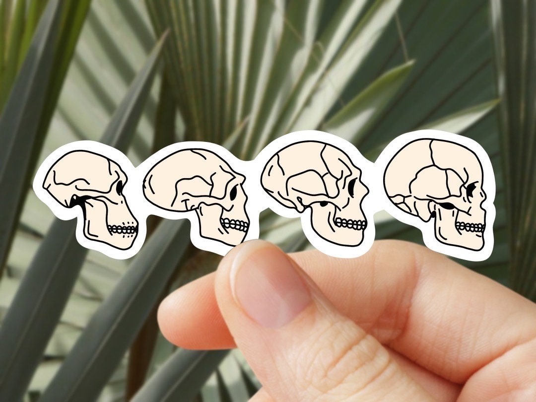 Anthropology - Anthropologist - Evolution - Skull - Hominid, Homo ...