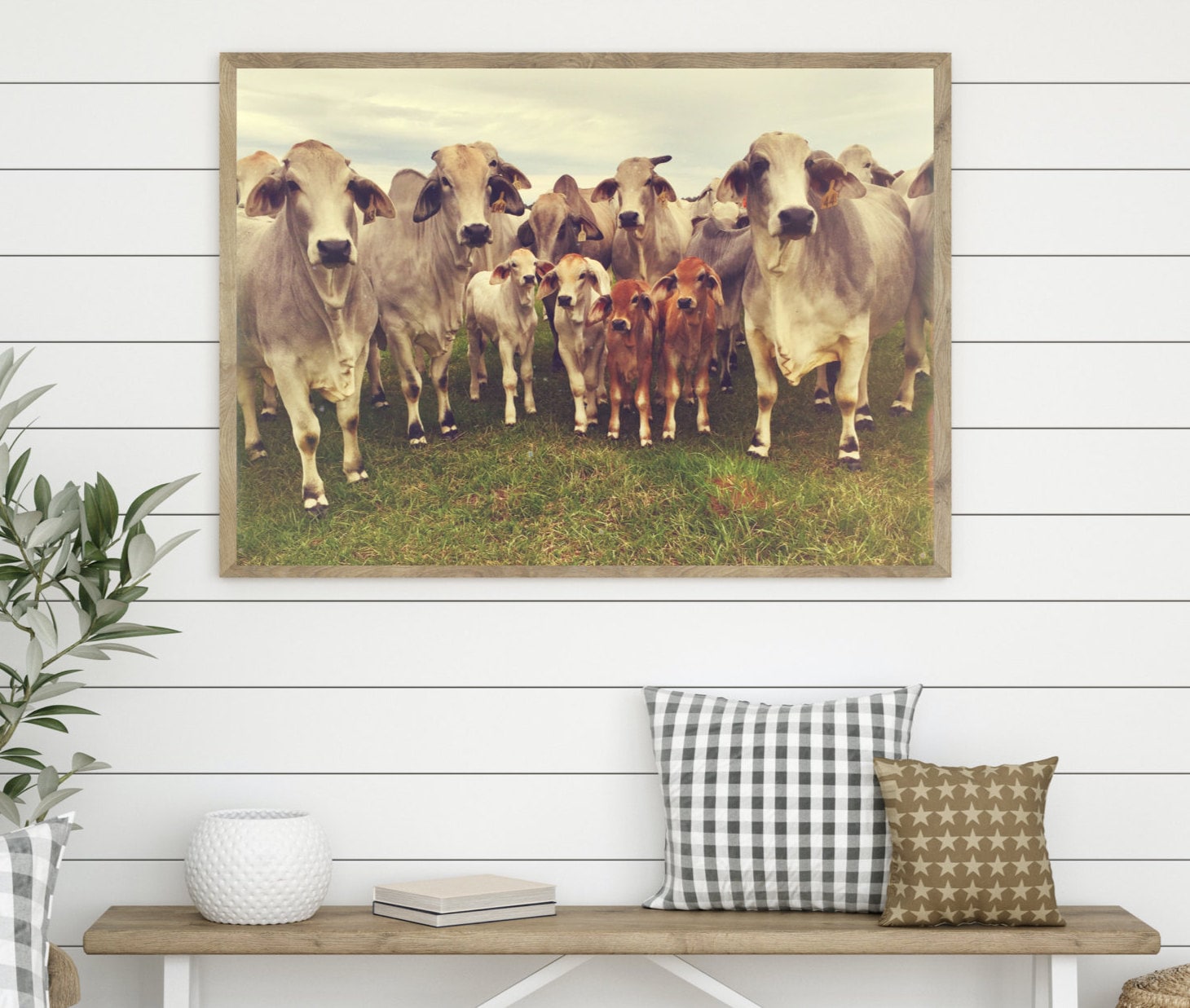 Cow Picture on Canvas - Etsy