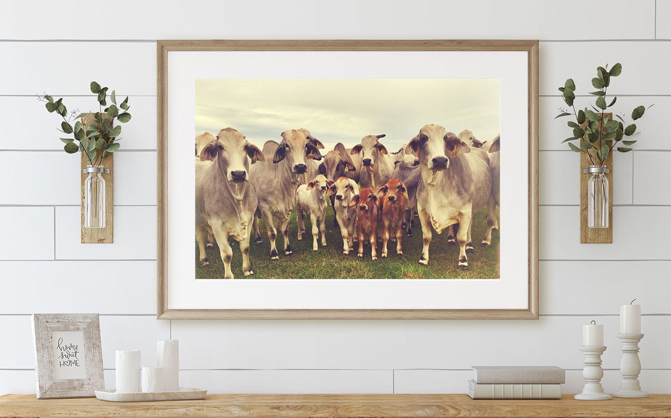 Cow Picture on Canvas - Etsy