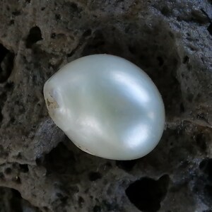 7 Carats Only One Natural Sea Pearl Pinctada Maxima - Etsy
