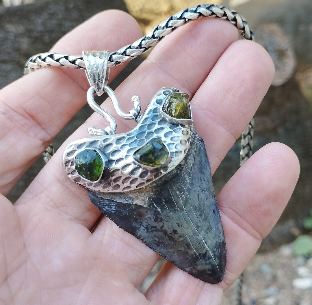 Real Fossilized Tooth Shark Megalodon Age 2.6 Million Years Green ...