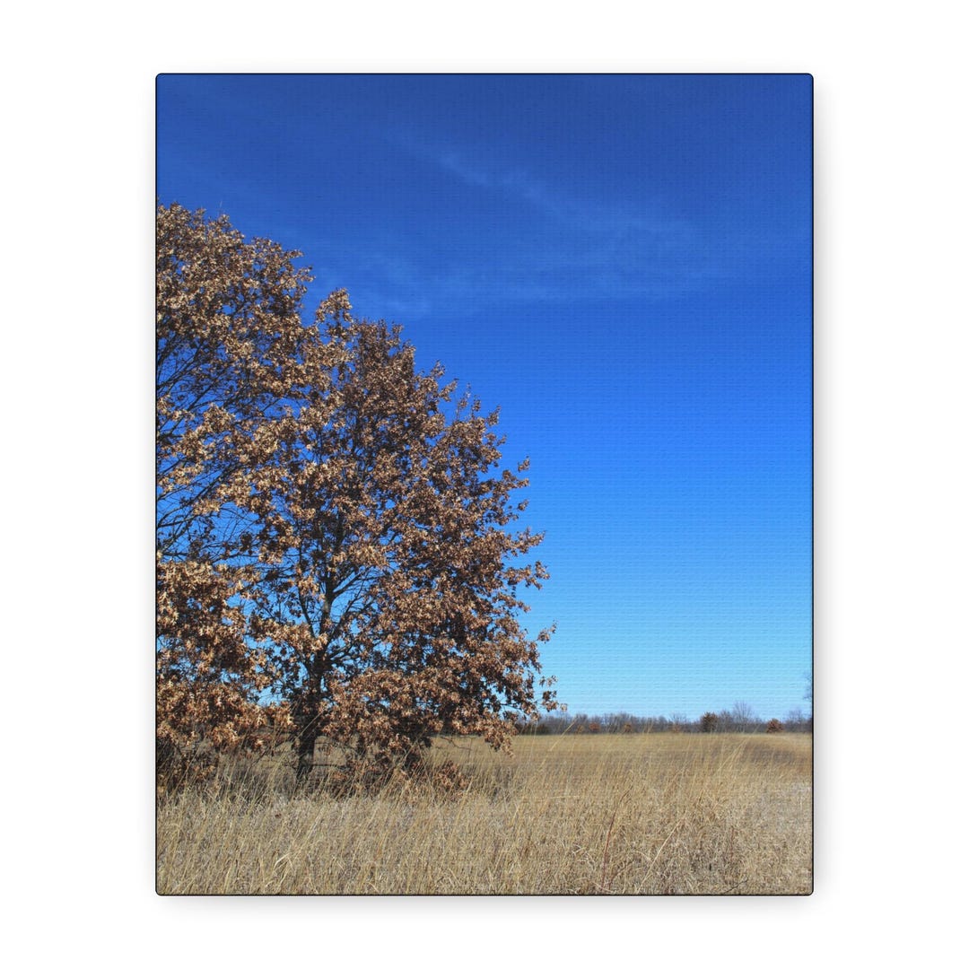 Winter Prairie Tree Minnesota Landscape Photography Wall Art, Canvas ...