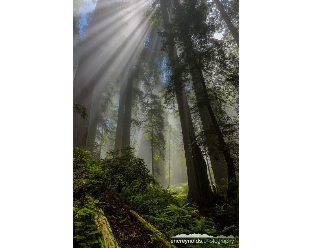 Sun Rays in the Redwoods V4 | Redwood National Park, California ...