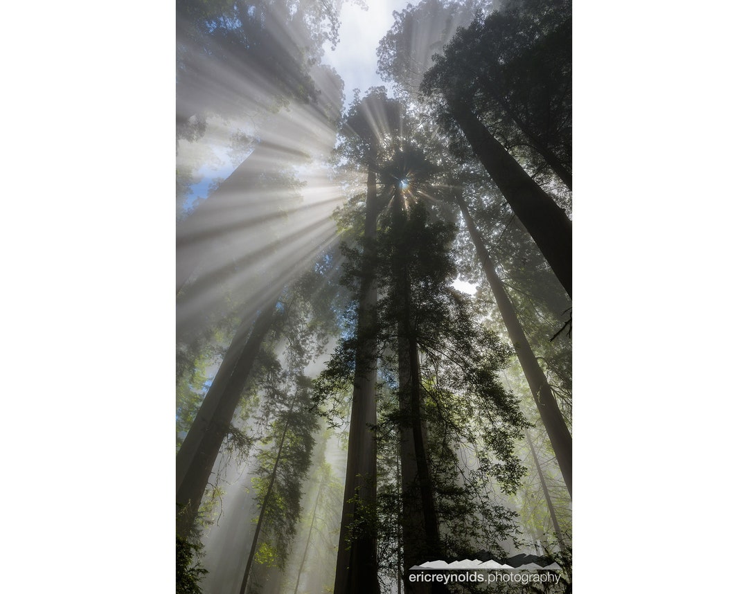 Sun Rays in the Redwoods V1 | Redwood National Park, California ...