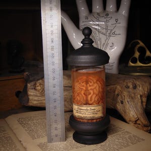 Homunculus Brain Tall Specimen Prop HANDMADE Macabre/occult/folklore ...