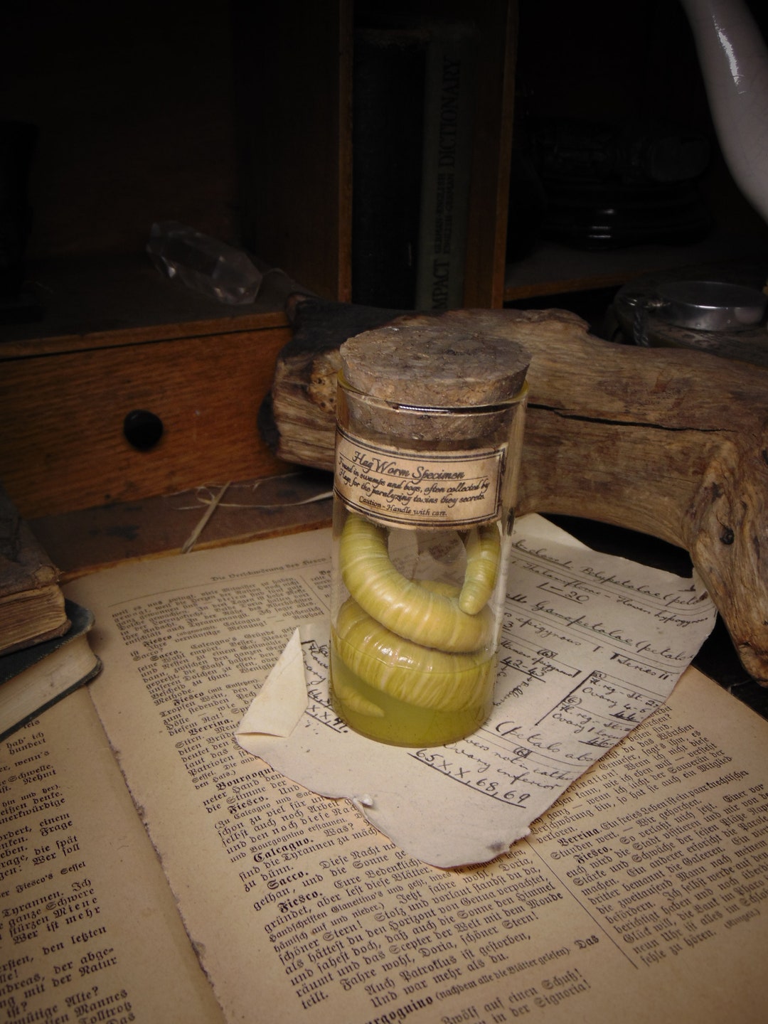 Hag Worm Specimen Prop HANDMADE - Etsy