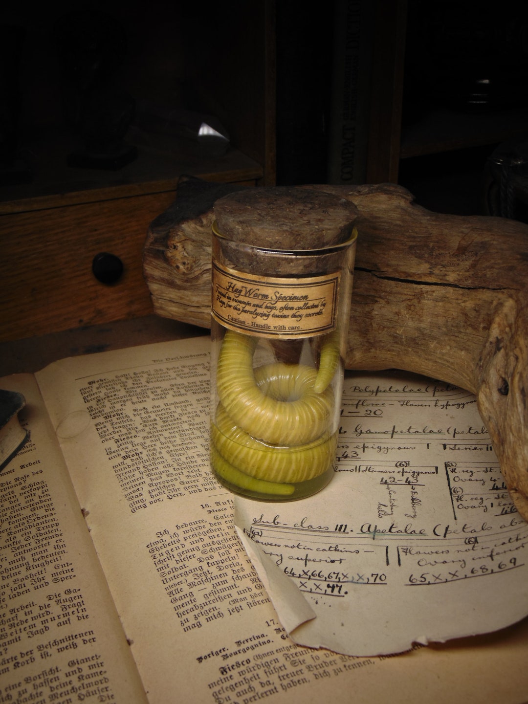 Hag Worm Specimen Prop HANDMADE Macabre/occult/folklore/supernatural ...