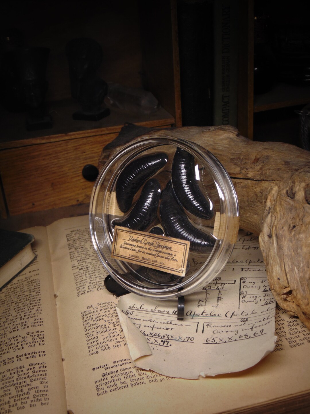 Undead Leeches Specimen Prop HANDMADE Macabre/occult/folklore ...