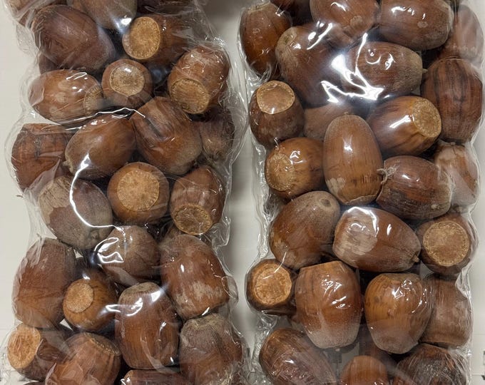 Large White Oak Acorns - Etsy