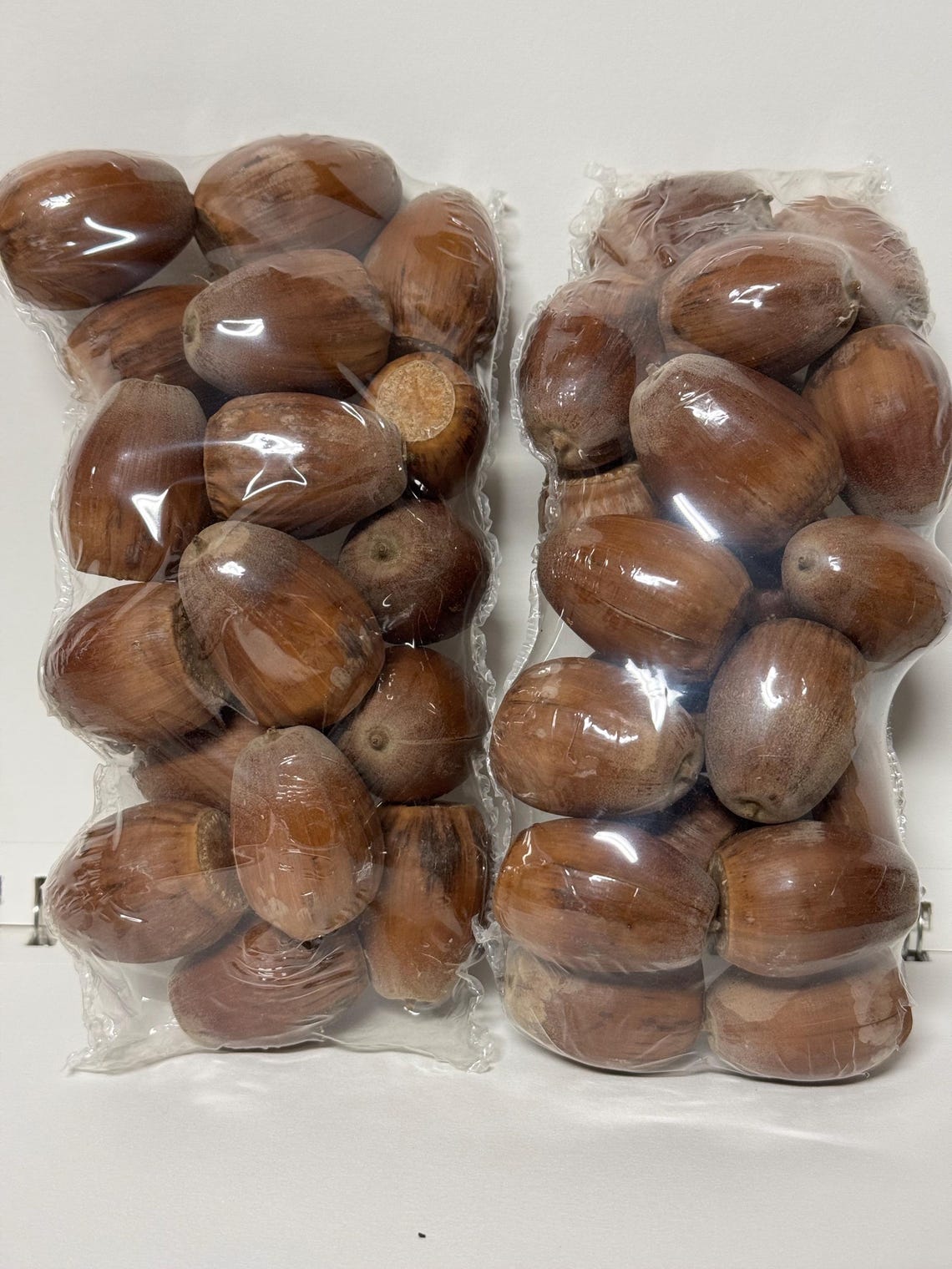 Jumbo White Oak Acorns - Etsy