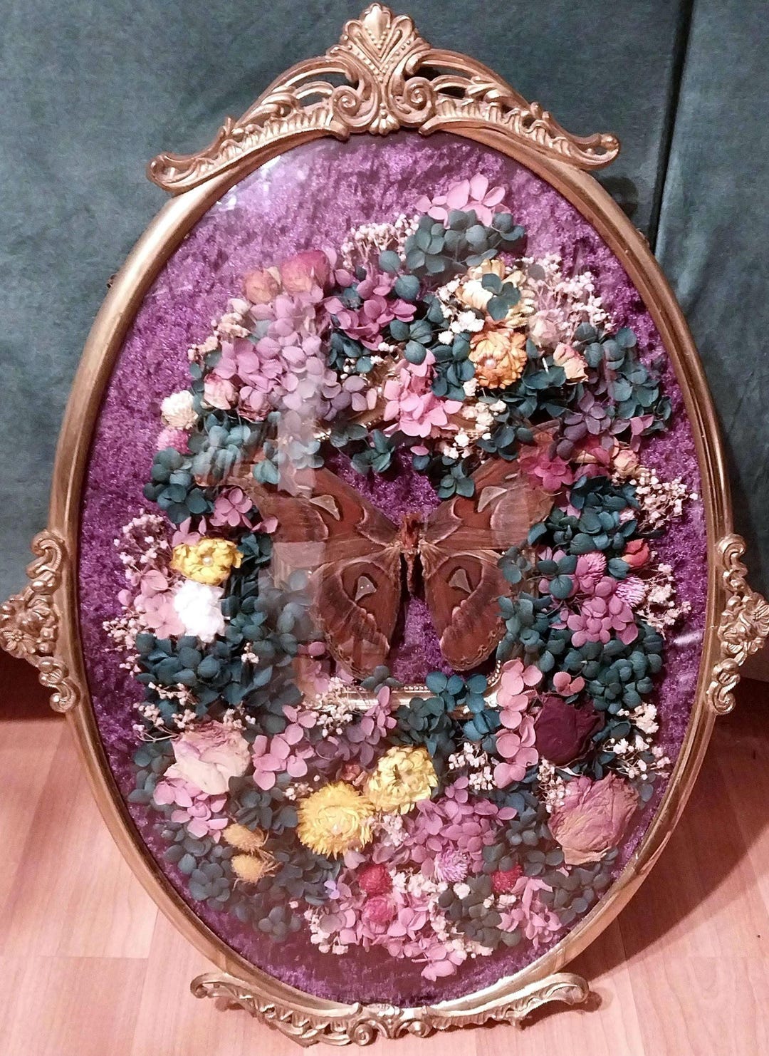 Atlas Moth Floral Entomology in True Antique Bubble Convex Glass Frame ...