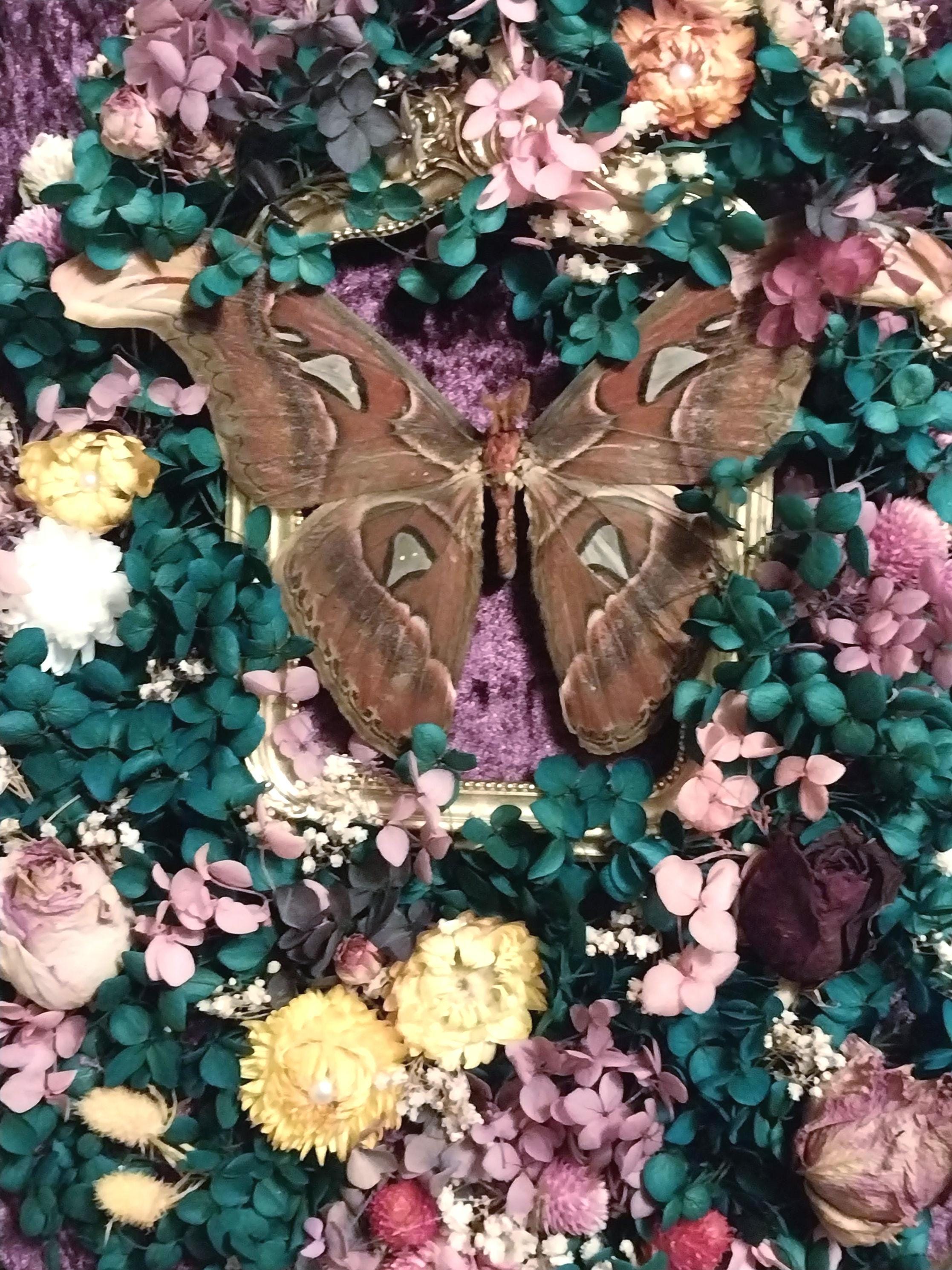 Atlas Moth Floral Entomology in True Antique Bubble Convex Glass Frame ...