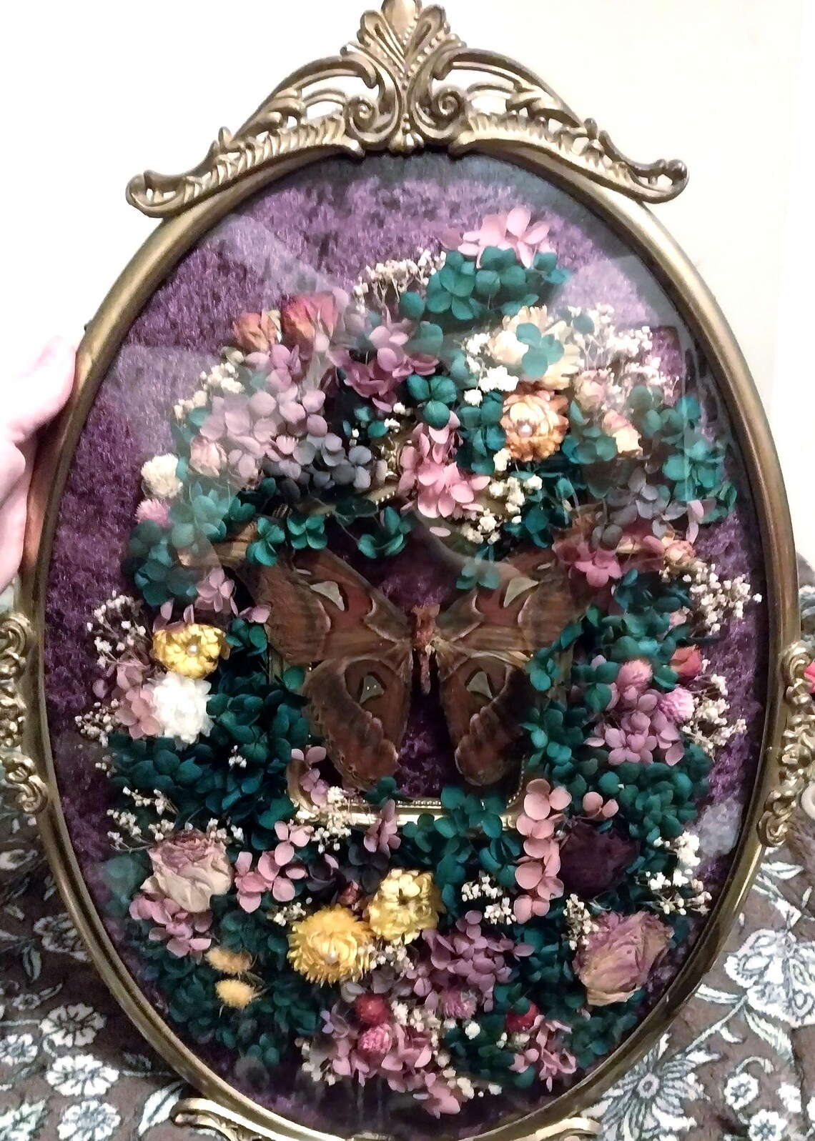 Atlas Moth Floral Entomology in True Antique Bubble Convex Glass Frame ...