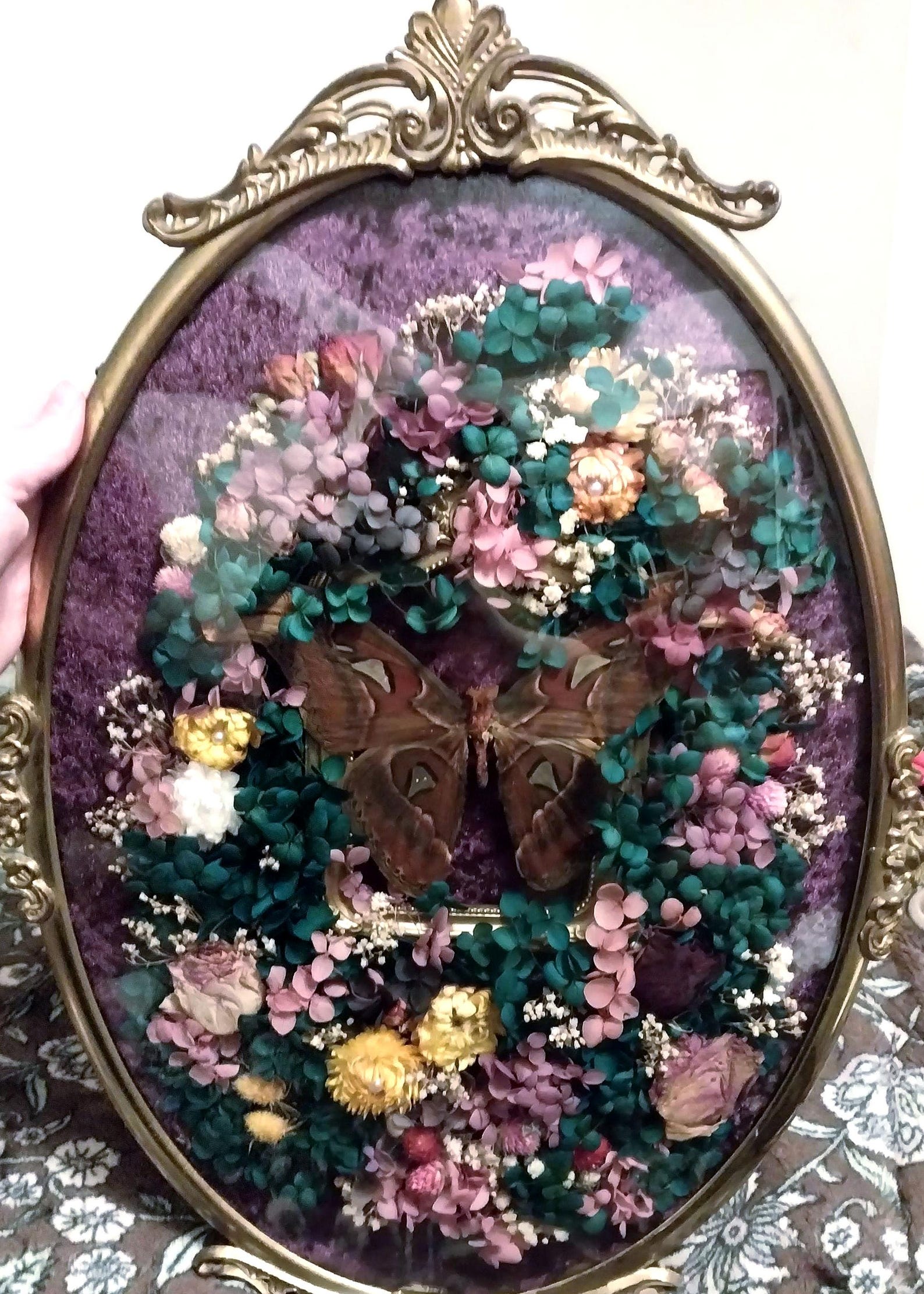 Atlas Moth Floral Entomology in True Antique Bubble Convex Glass Frame ...
