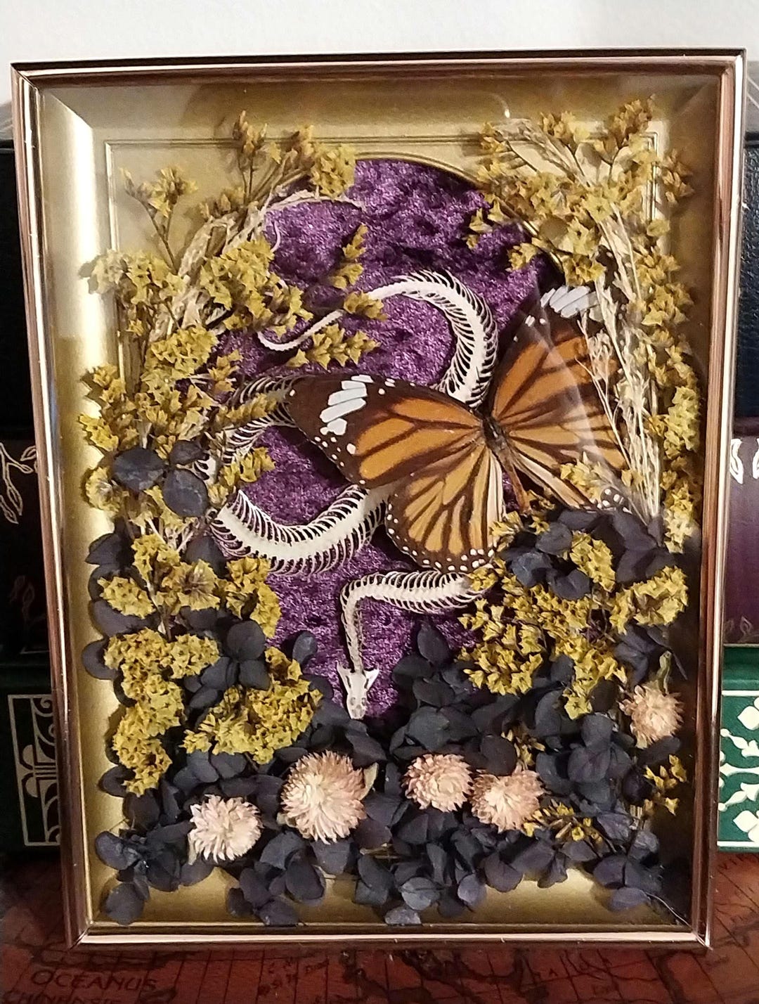 Floral Butterfly and Snake Entomology Display in Vintage Gold Shadowbox ...