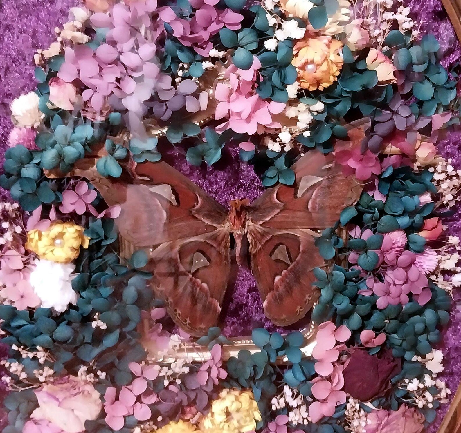 Atlas Moth Floral Entomology in True Antique Bubble Convex Glass Frame ...