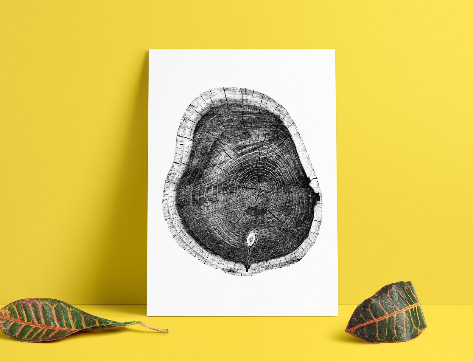 Tree Ring Prints Tree Ring Photo Tree Ring Black and White - Etsy