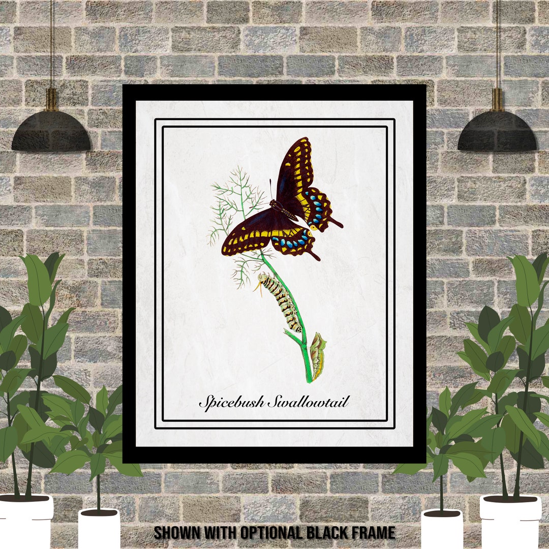 Swallowtail Butterfly Art Print Butterfly Wall Hanging Cottage Wall ...