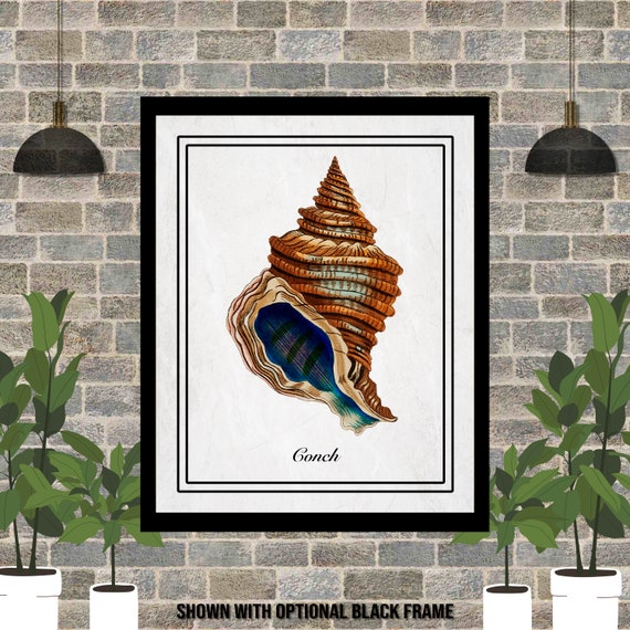 Conch Shell Art Print Seashell Wall Hanging Beach House - Etsy