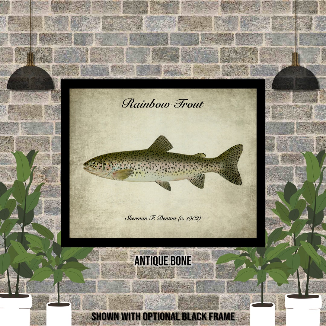 Rainbow Trout Art Print Denton Fish Print Reproduction - Etsy